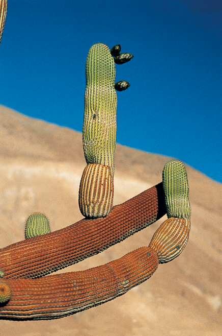 kyoto cacti: And God Created Cactus on a Scorching Sunday