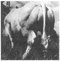 BioTecnología -Genómica- Animal {Animal -Genomics- Biotechnology ...