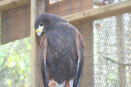 Harris' Hawk blog: Why Harris' Hawks?