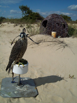 Harris' Hawk blog: Beach Trapping