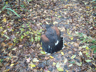 Harris' Hawk blog: Stacking the deck against myself