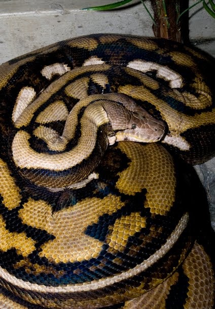 Harris' Hawk blog: Largest living snake dies