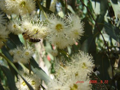 eviabee.blogspot.com/: Ευκάλυπτος και το μελίσσι