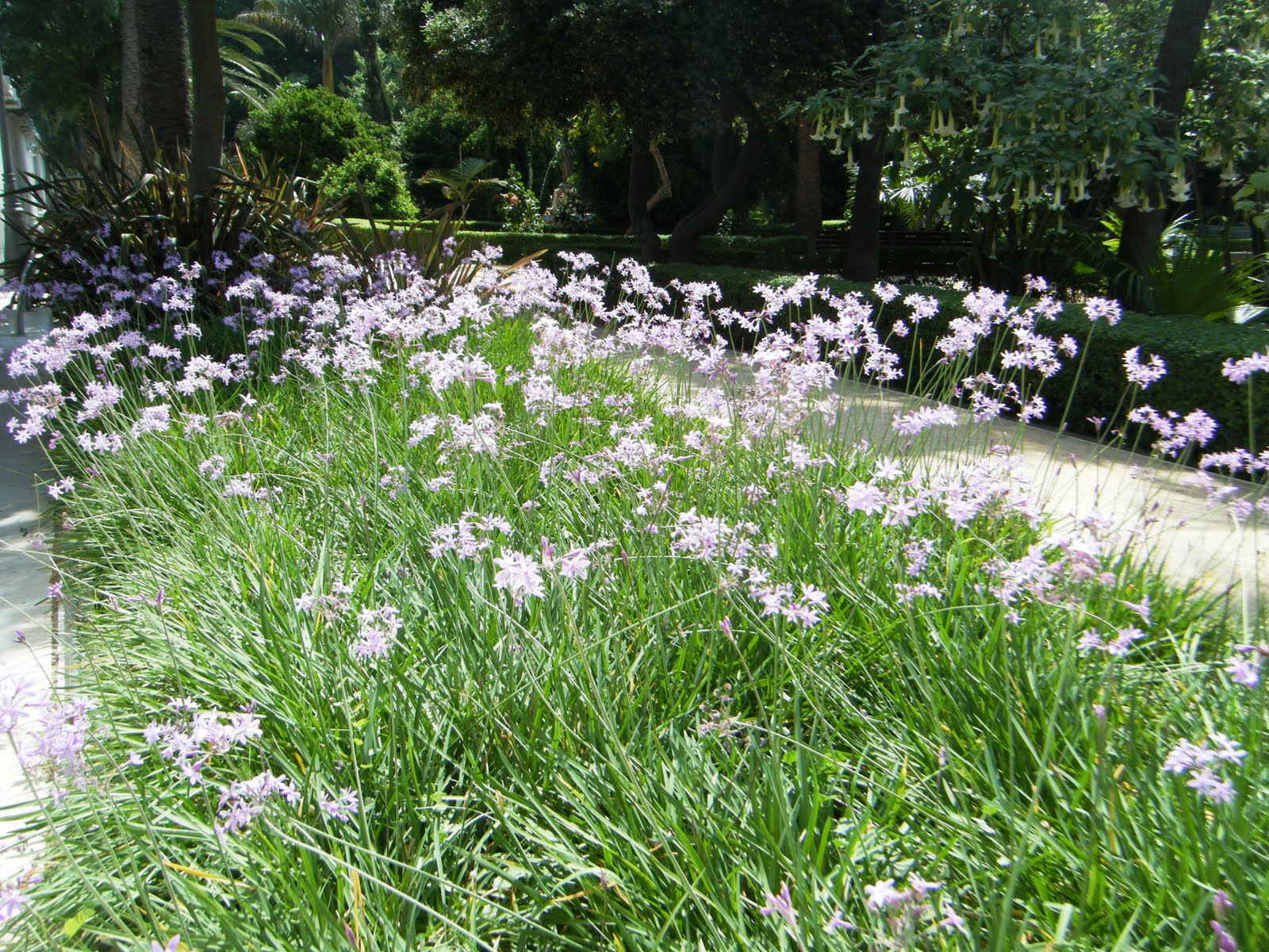Parque de Málaga: Tulbaghia violacea