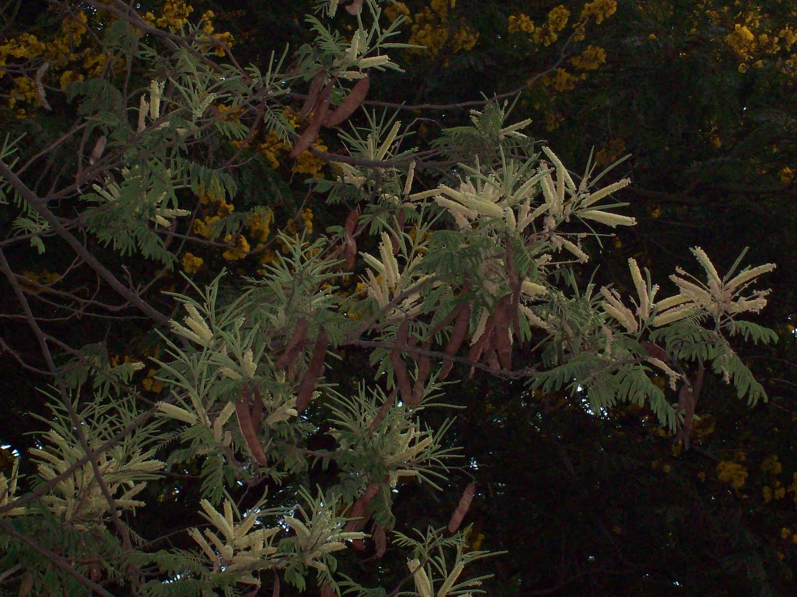 Indian flowers and herbs: The Cutch Tree