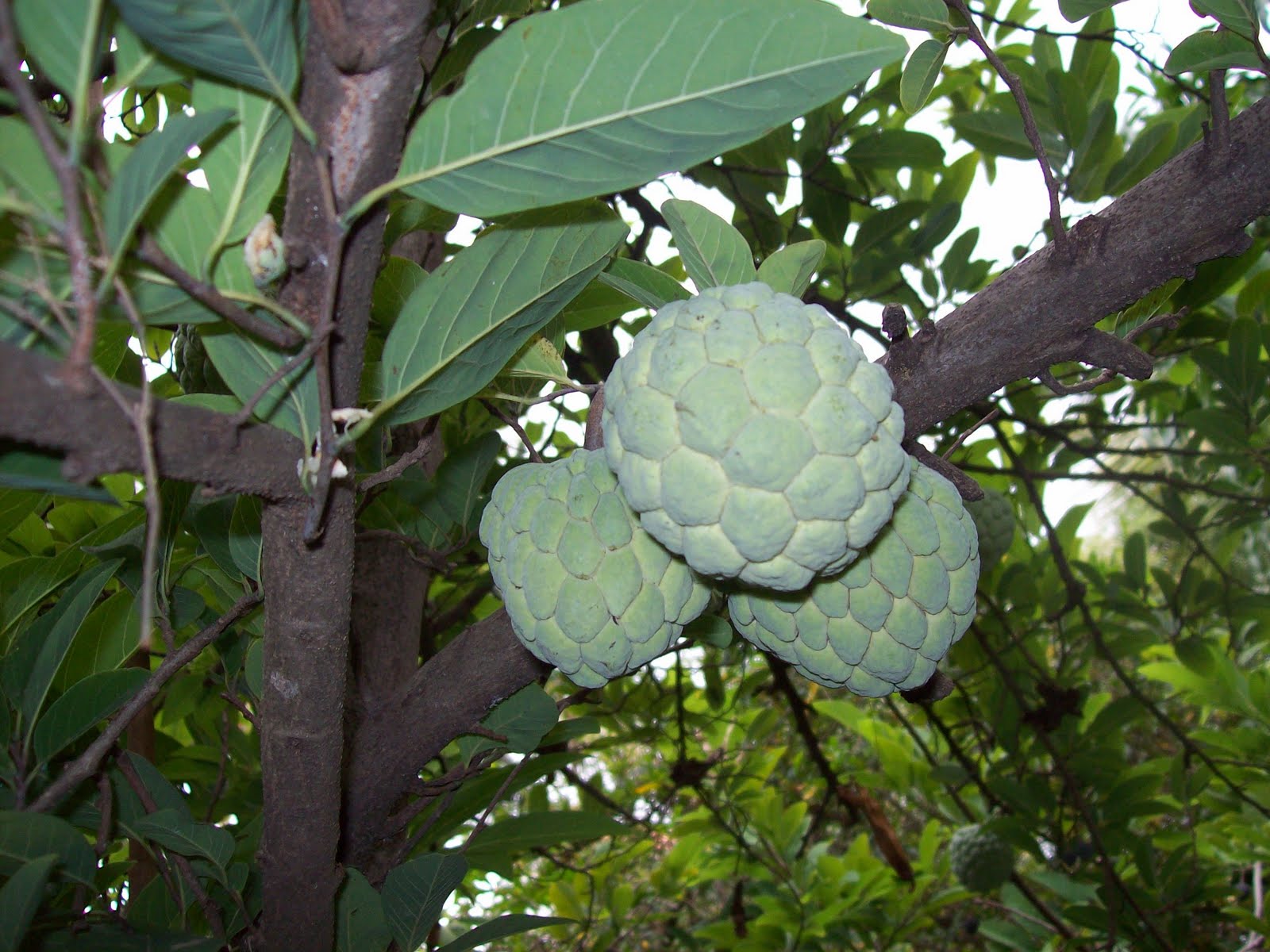 gardentropics: Local Fruit