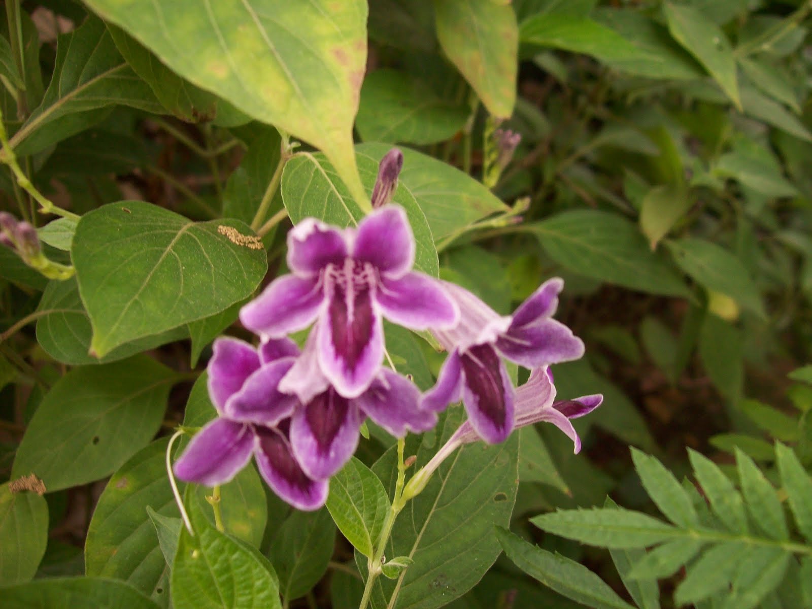 gardentropics: Flowers for Today