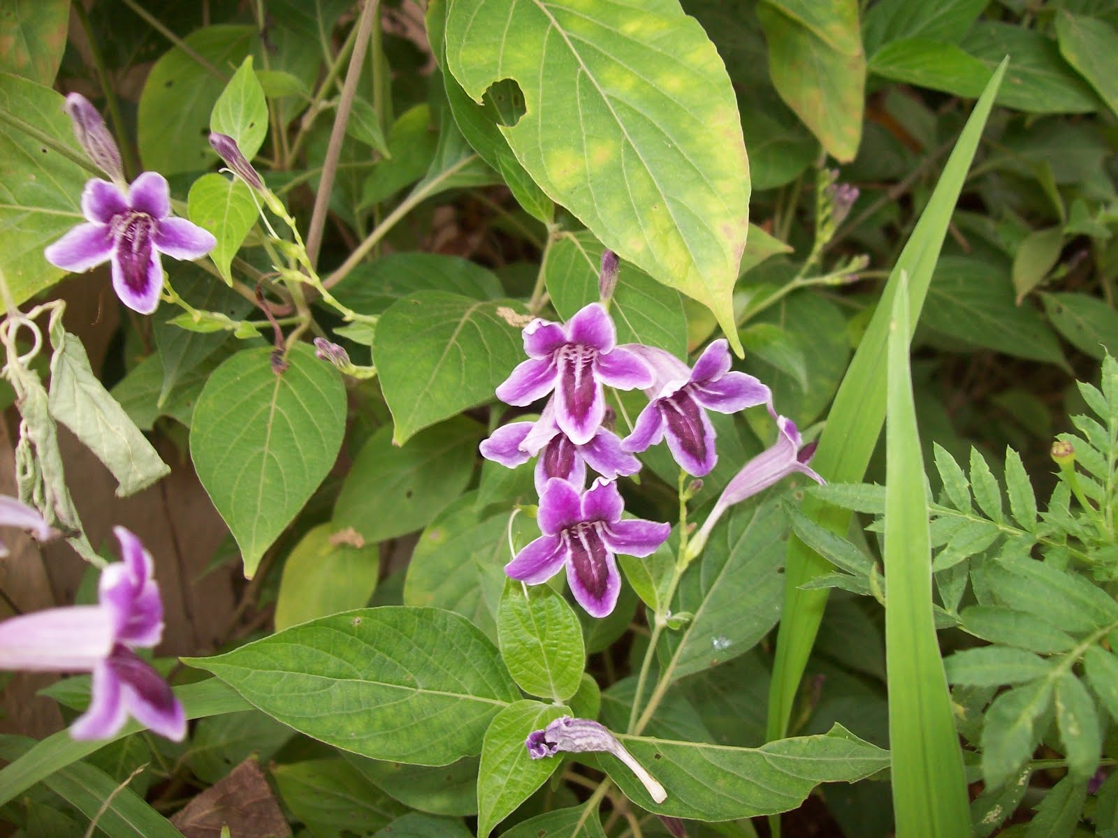 gardentropics: Today's Flowers from my garden
