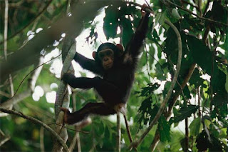 Depois Falamos: Macaco