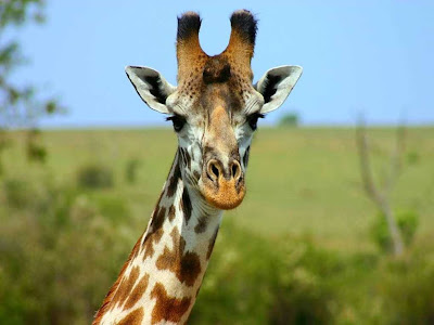 Girafas