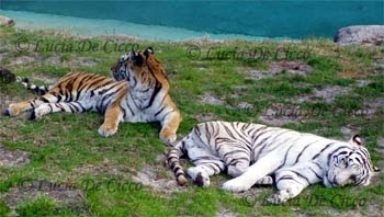 Zoológico Virtual do Brasil! Seu Safari Virtual!: Tigre Branco