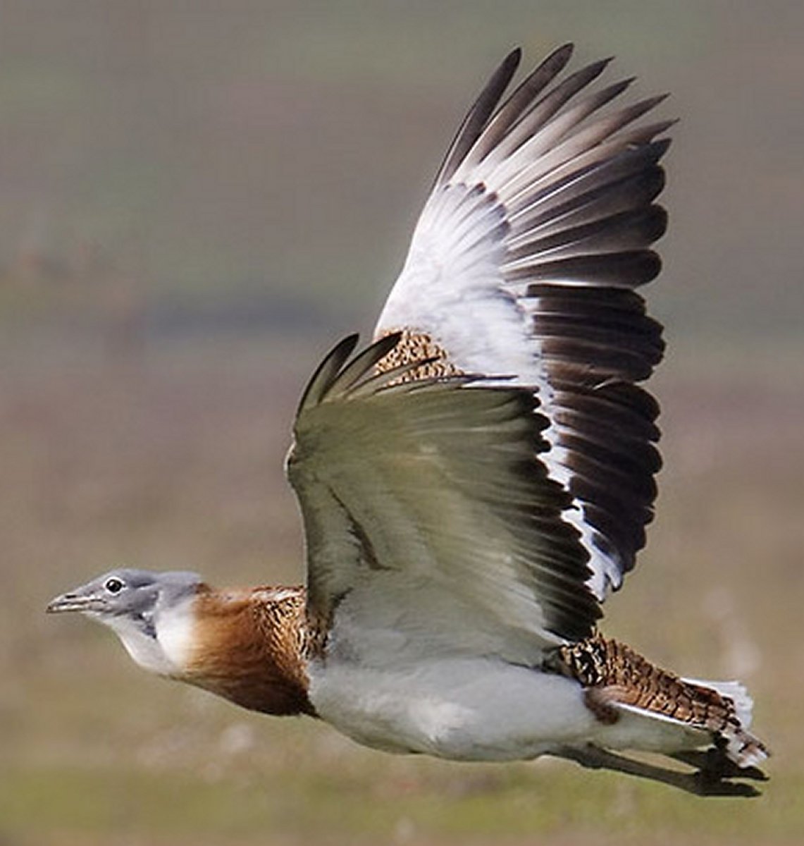 Bustard in flight. | Pet birds, Beautiful birds, Birds flying