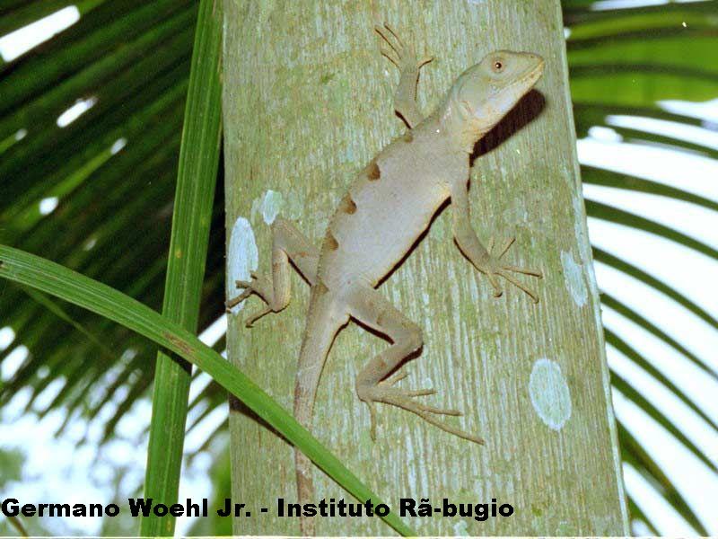 Zoológico Virtual do Brasil! Seu Safari Virtual!: Camaleão Brasileiro