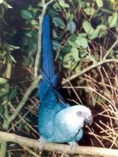 Zoológico Virtual do Brasil! Seu Safari Virtual!: Ararinha azul