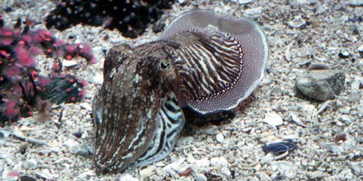 Zoológico Virtual do Brasil! Seu Safari Virtual!: Choco comum