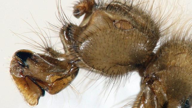 La Biología Subterránea: un mundo por descubrir: Redescubierta la ...