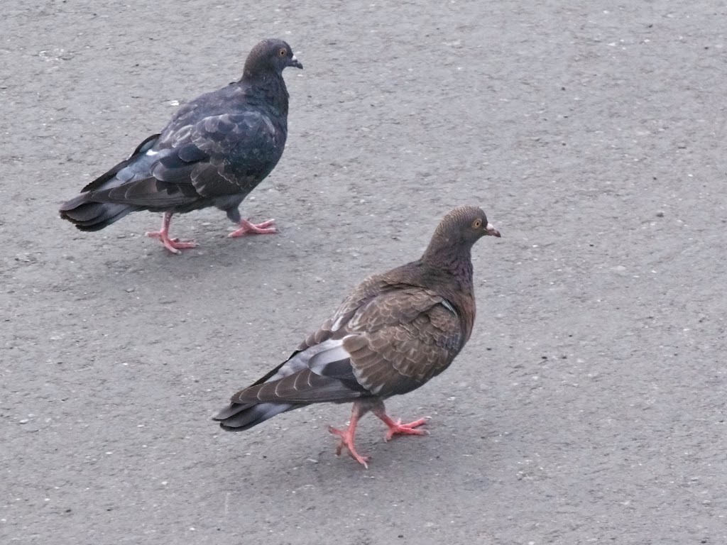 Blogul Fotografilor Jedi: Poze cu Porumbei