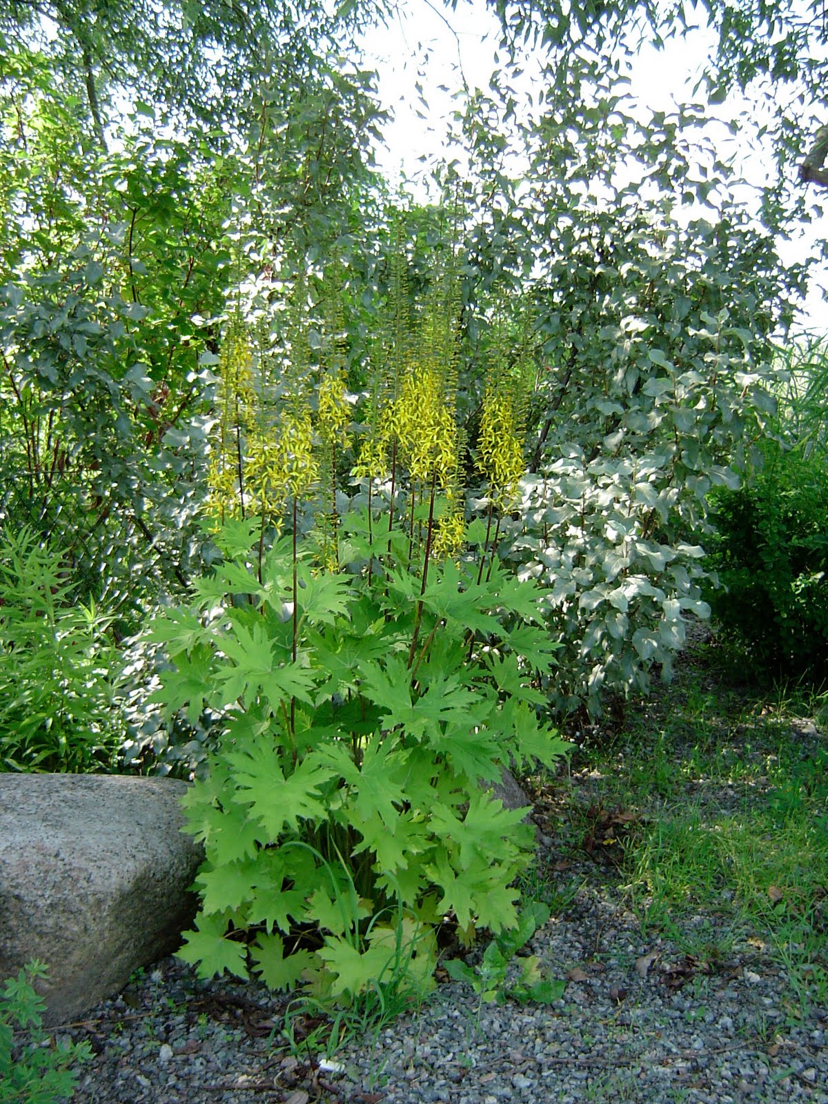 Mycket annat & lite betong: Plantering