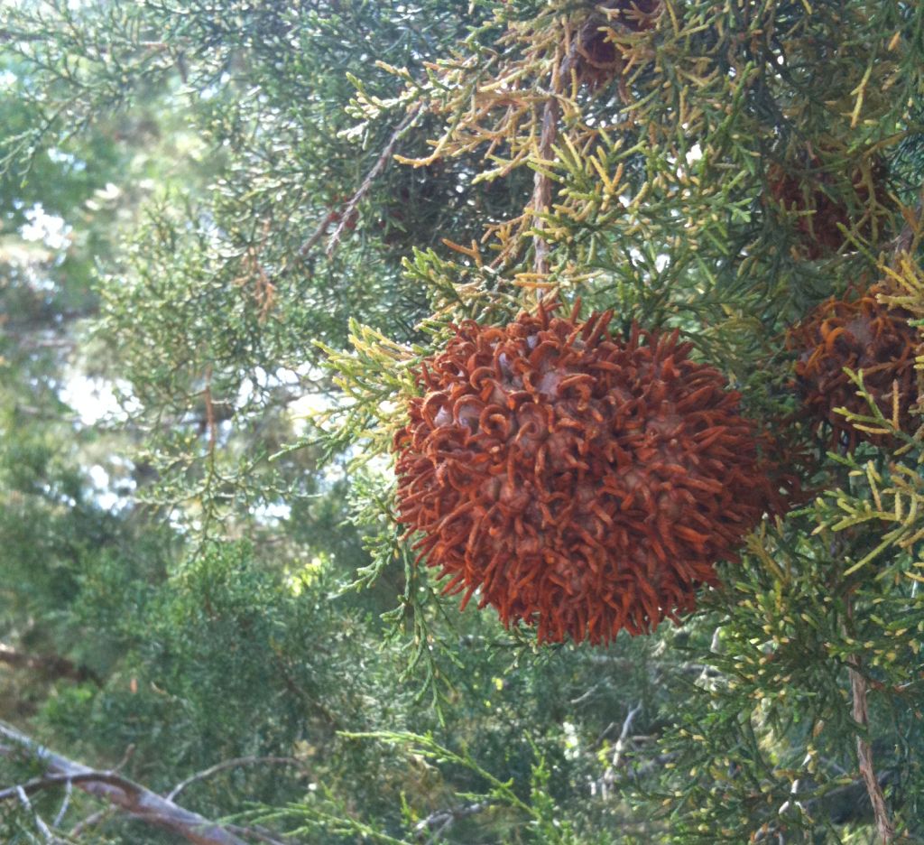 The Alabamycologist: Cedar quince rust