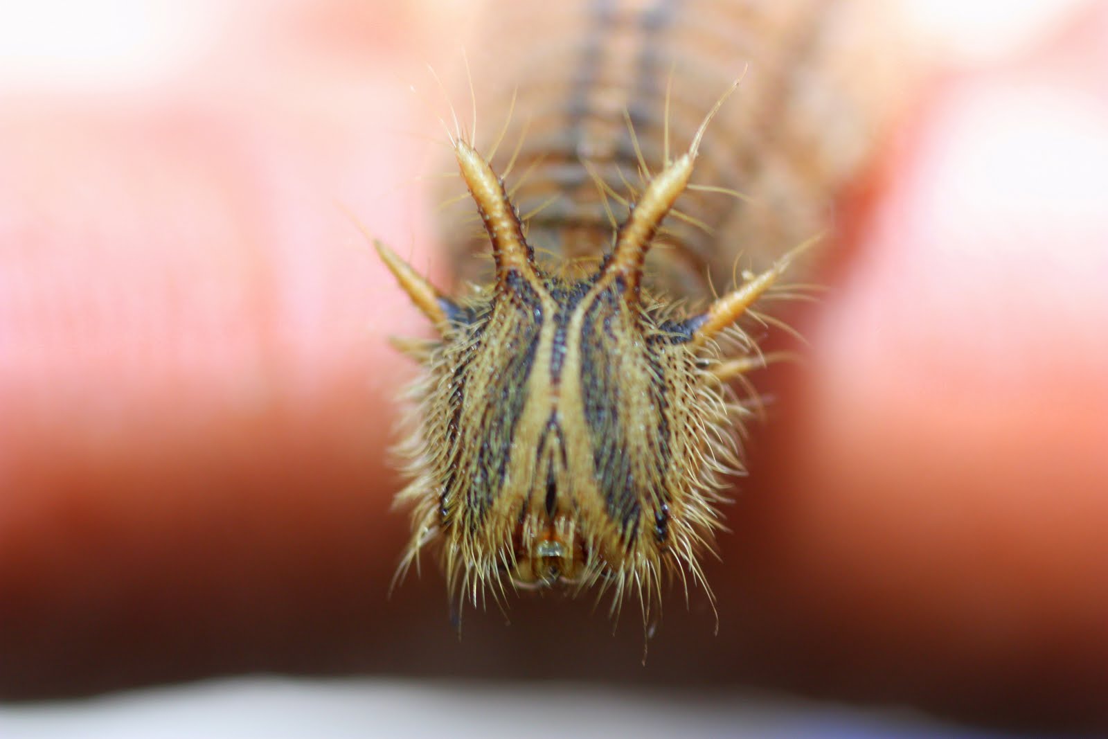 yessir: ¡traiga en los animales!