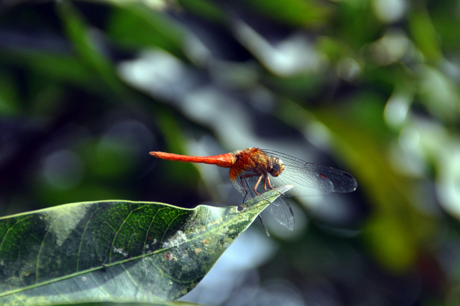 Moments and Memories: Pepatung...