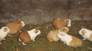 Crianza de cuy: TIPOS DE CUY