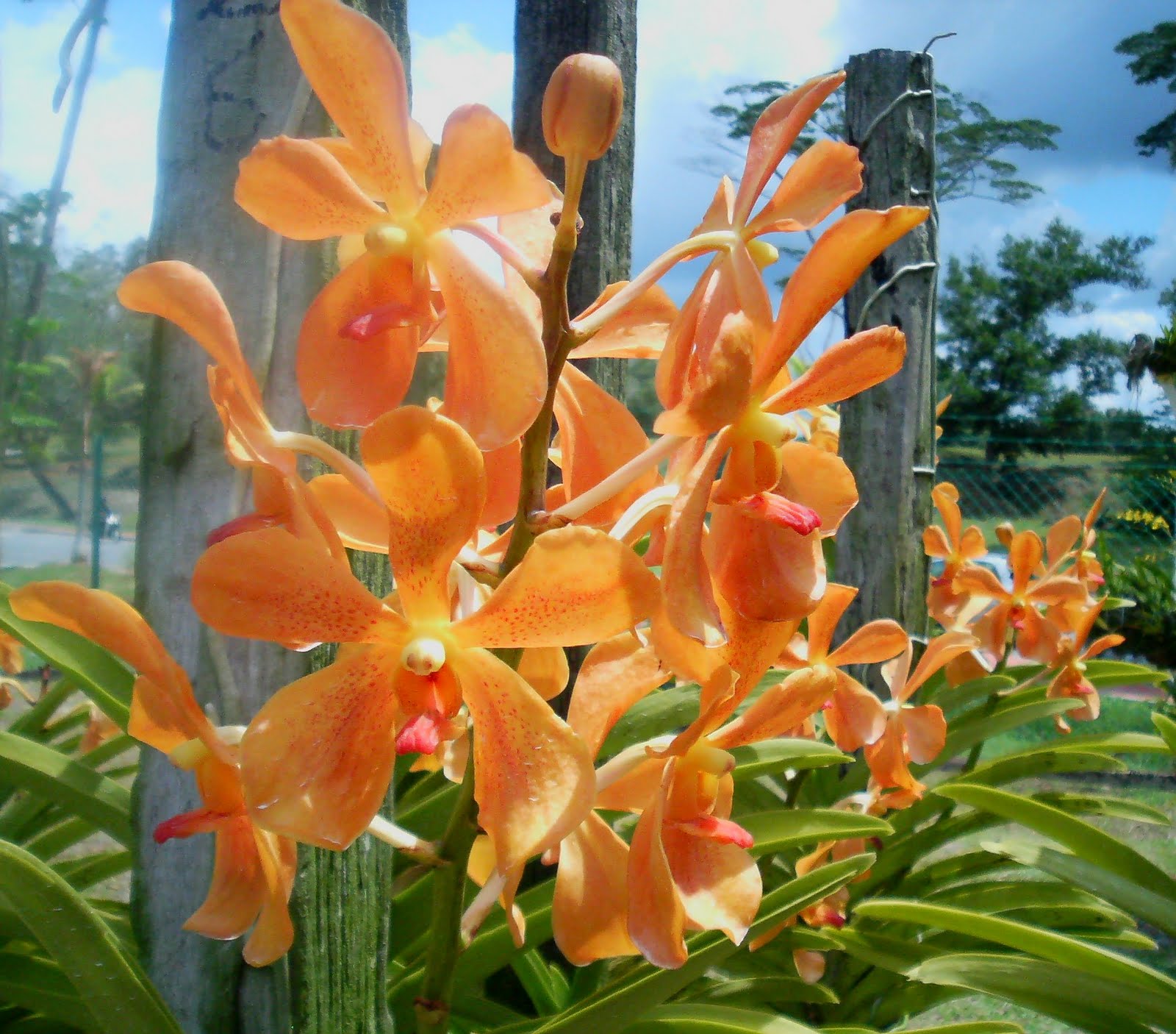 4 da Love of Orchids: Mokara 'Chitti Spot' 4 da Love of Orchids: Mokara 'Chitti Spot'