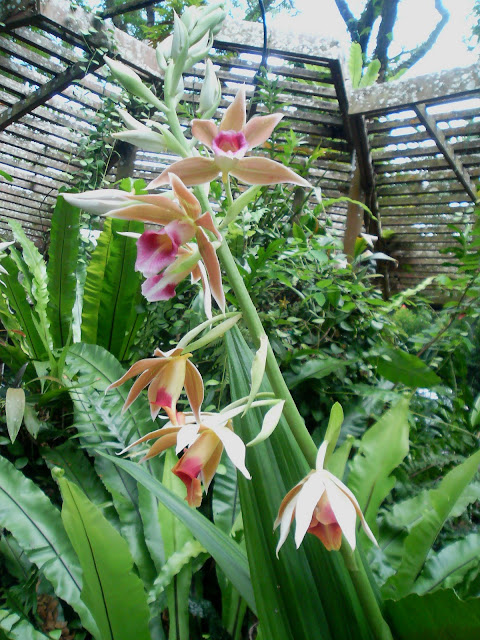 Phaius