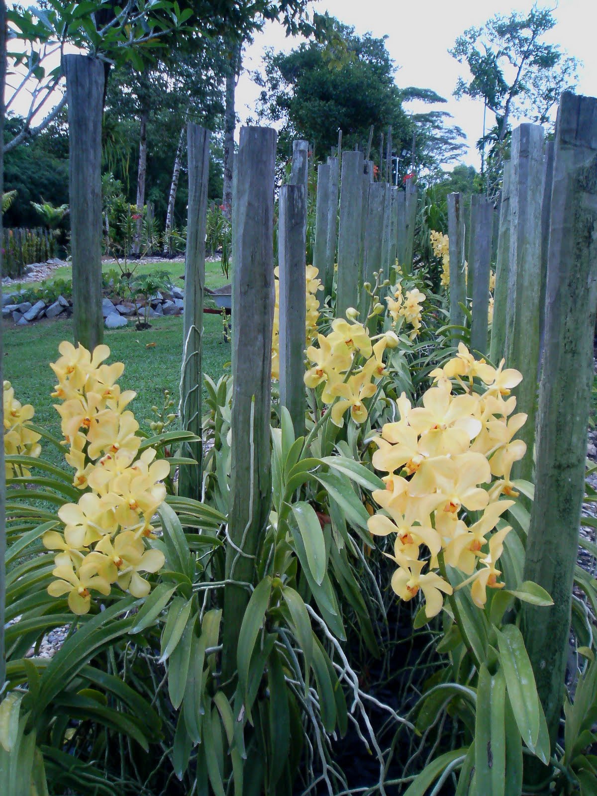 4 da Love of Orchids: Mokara 'Sunshine Yellow'