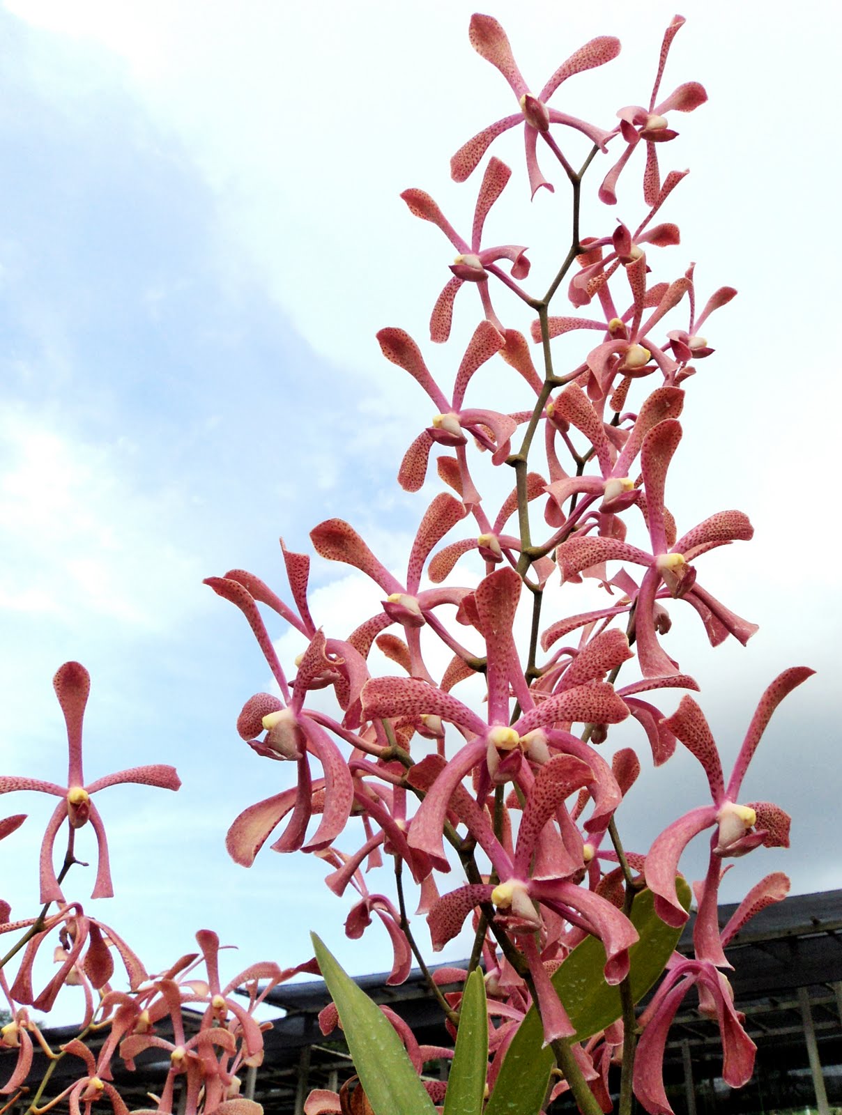 4 da Love of Orchids: Aranda 'Ruby Mackenzie'