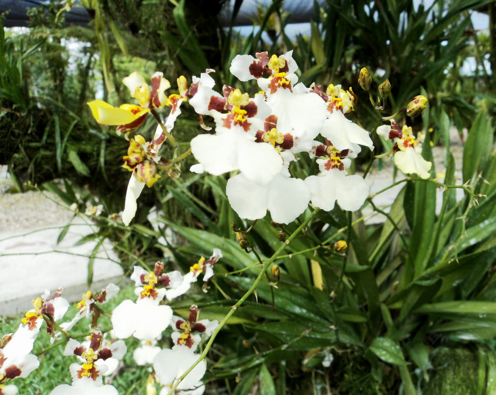 4 da Love of Orchids: Oncidium alba ( White oncidium)