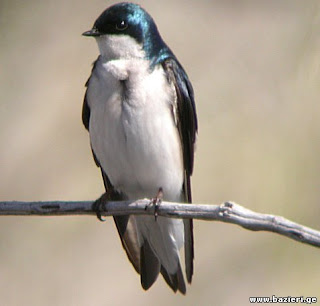 მერცხალი