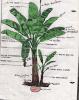supervisores del sena: partes de una planta de banano