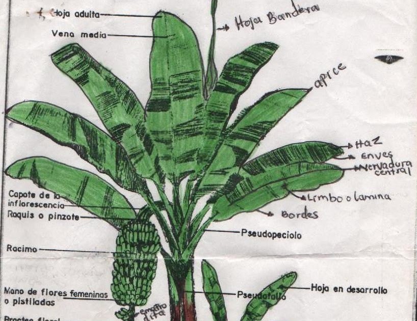 supervisores del sena: partes de una planta de banano