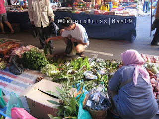 ORCHIDBliss: Shopping for Wild Orchids at Gaya Street Sunday Market ...