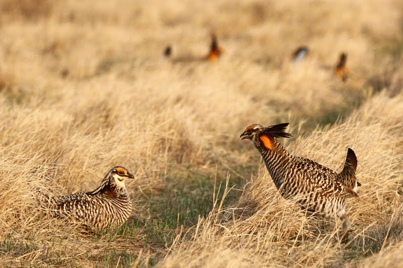 Shane Rucker: Prairie Chicken Boom 2010