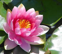 தமிழியம்: குவளை - மலர் 4 - kuvalai - water lily.