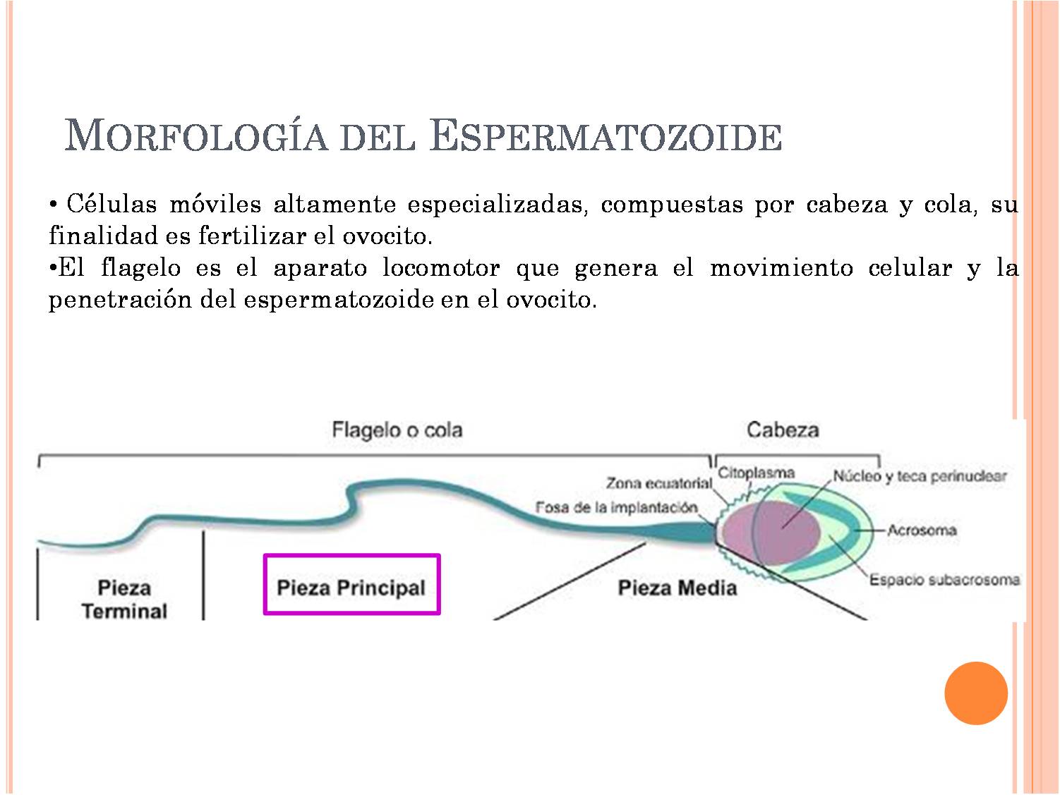 Biología Celular "Membrana": Canal de calcio CATSPER determinante de la ...