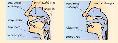 Εγκύκλιος Παιδεία: Η ΑΝΑΠΝΟΗ(2)
