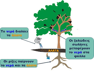 Εγκύκλιος Παιδεία: Η ΦΩΤΟΣΥΝΘΕΣΗ(1)