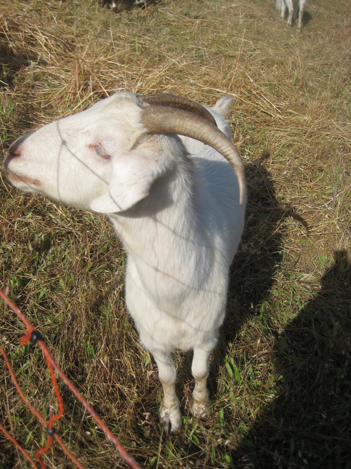 Christie Chase: #195...firefighting goats