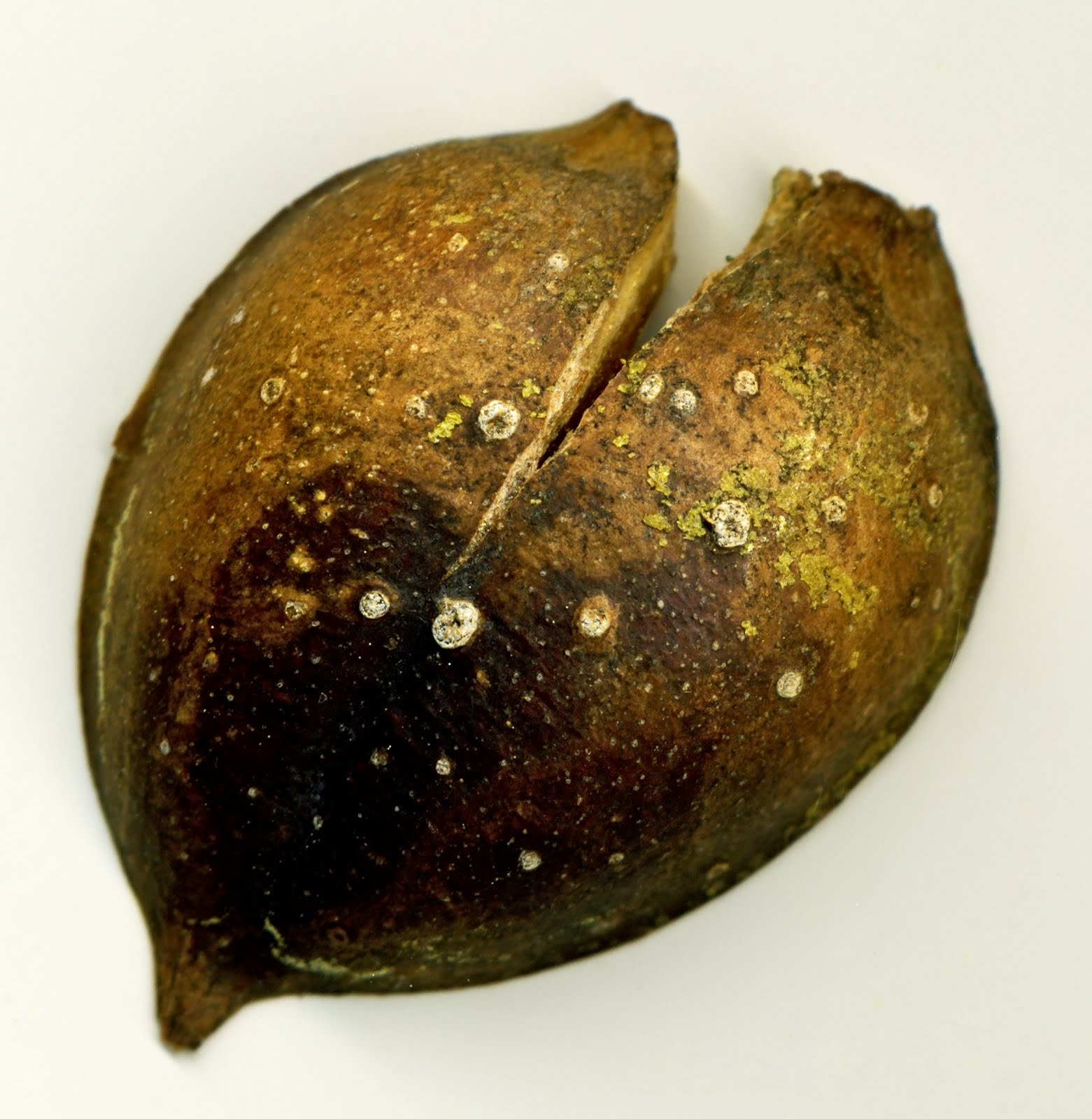 Albums 104+ Pictures Plants With Large Seed Pods Excellent