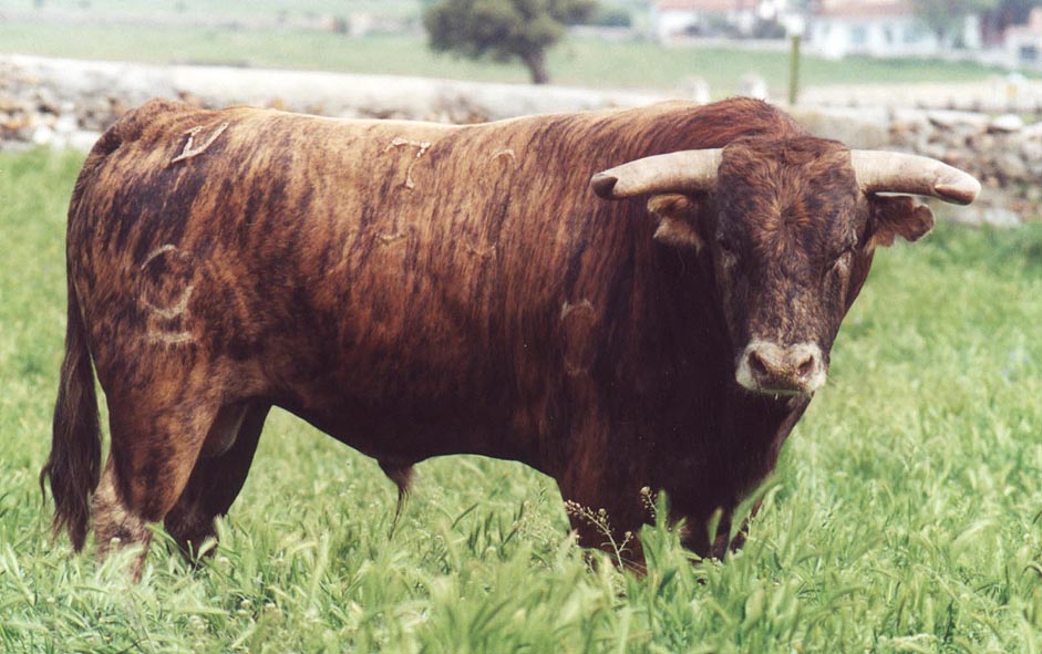 Blanco y Oro: * Pelajes del toro (Capítulo-II)