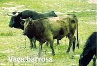 Blanco y Oro: * Pelajes del toro (Capítulo I)