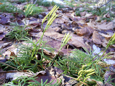 Muscari Musings: Running Cedar...