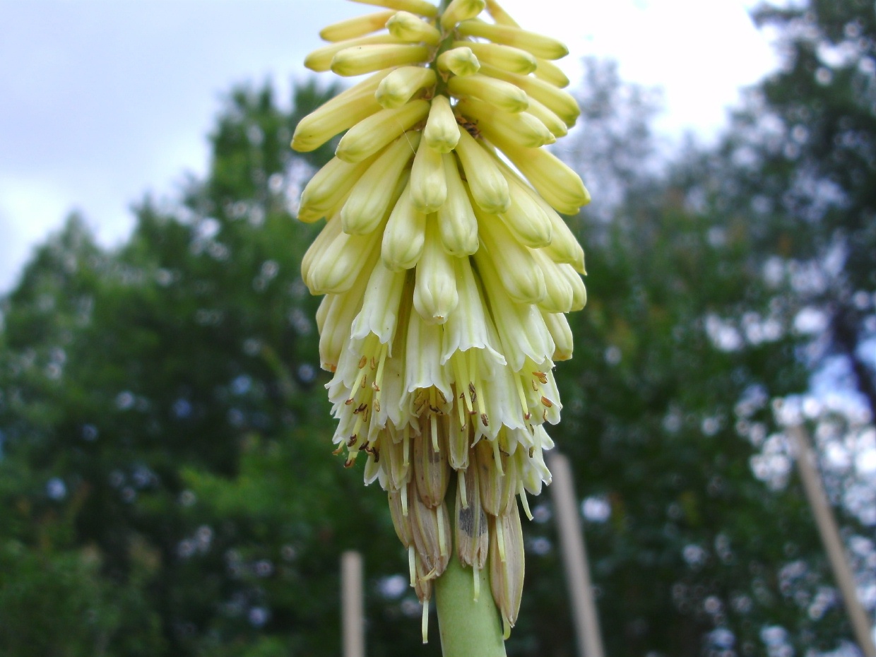 Muscari Musings: Red Hot Poker Plant...