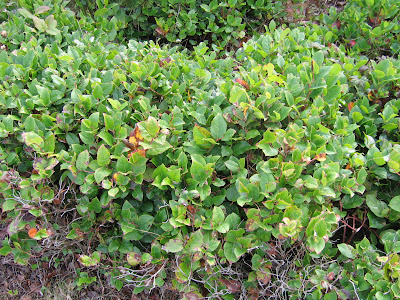 Native Oregon Plants: Native Oregon Coastal Plant I.D. Challenge!