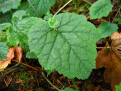 Native Oregon Plants: Native Oregon Coastal Plant I.D. Challenge!