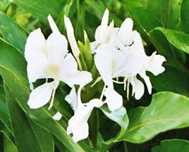 Historia: LA FLOR NACIONAL CUBANA