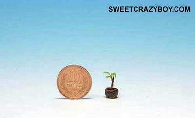 MING FEI titi: Bonsai Tree (World Smallest Tree)
